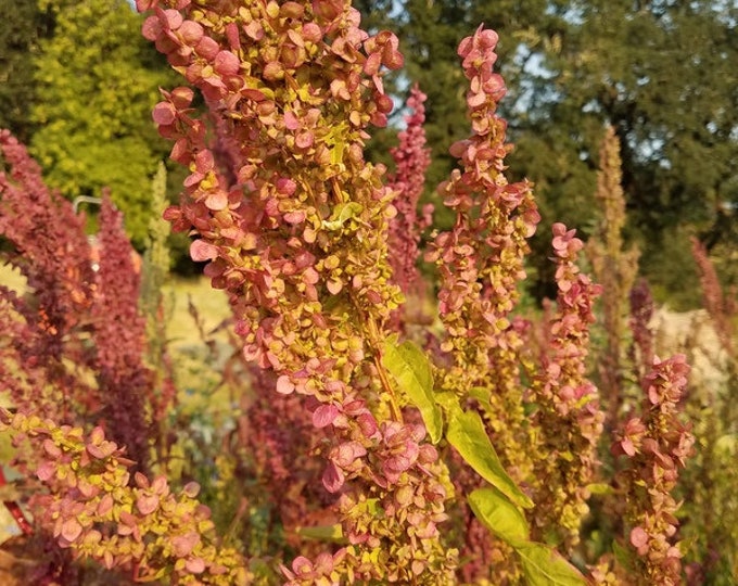 USA SELLER Ruby Gold Orach Summer Spinach 25 Seeds HEIRLOOM (atriplex ...