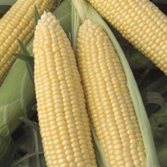 Super Sweet Corn Varieties