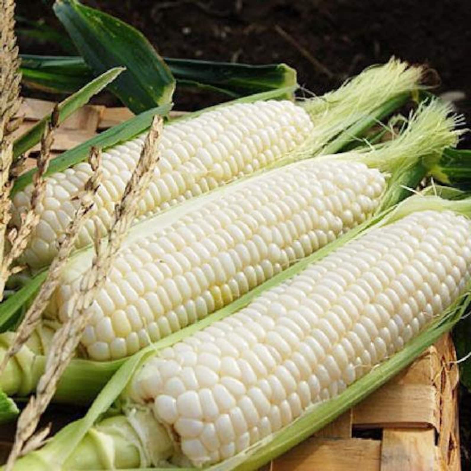 USA SELLER Silver Queen Corn 25 Seeds HYBRID | Etsy
