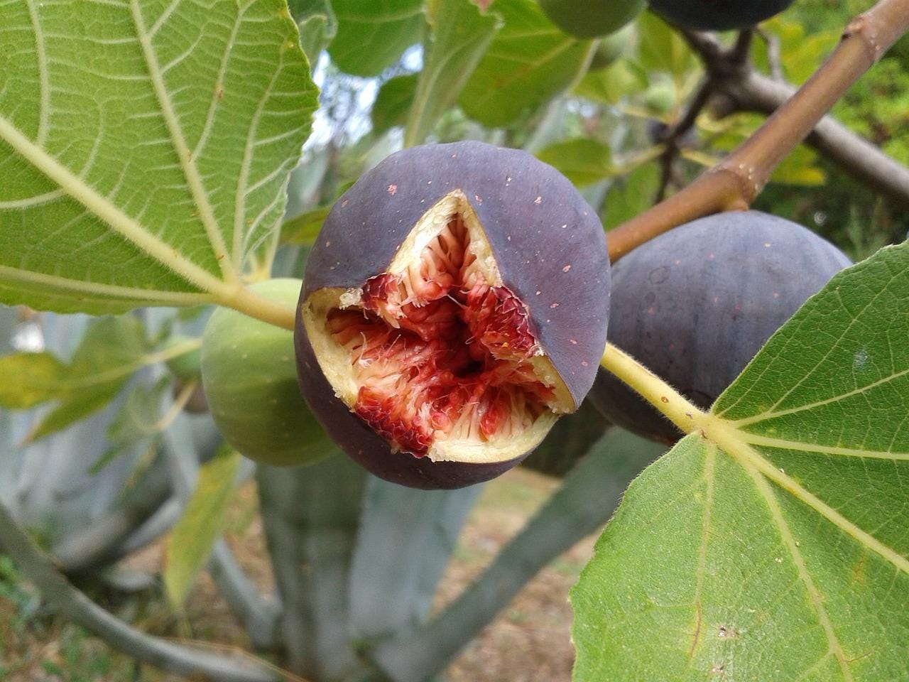 Pakistani 'sarila' Fig: A Rare and Exquisite Treasure From the ...