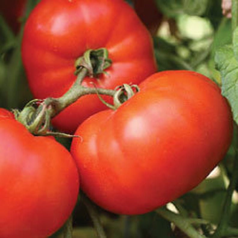 USA SELLER Early Girl Tomato 25 Seeds HEIRLOOM (solanum Lycopersicum ...