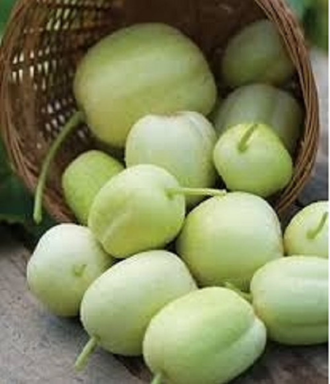 USA SELLER Crystal Apple Cucumber 25 Seeds HEIRLOOM (cucumis Sativus ...