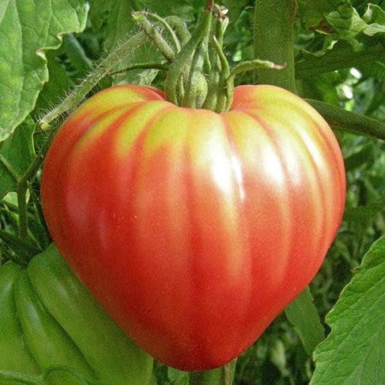 USA SELLER Giant Oxheart Tomato 25 Seeds HEIRLOOM - Etsy