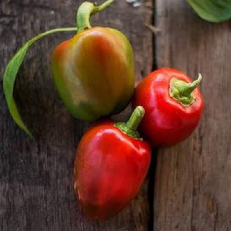 USA SELLER Sweet Piminto Pepper 25 Seeds HEIRLOOM capsicum - Etsy