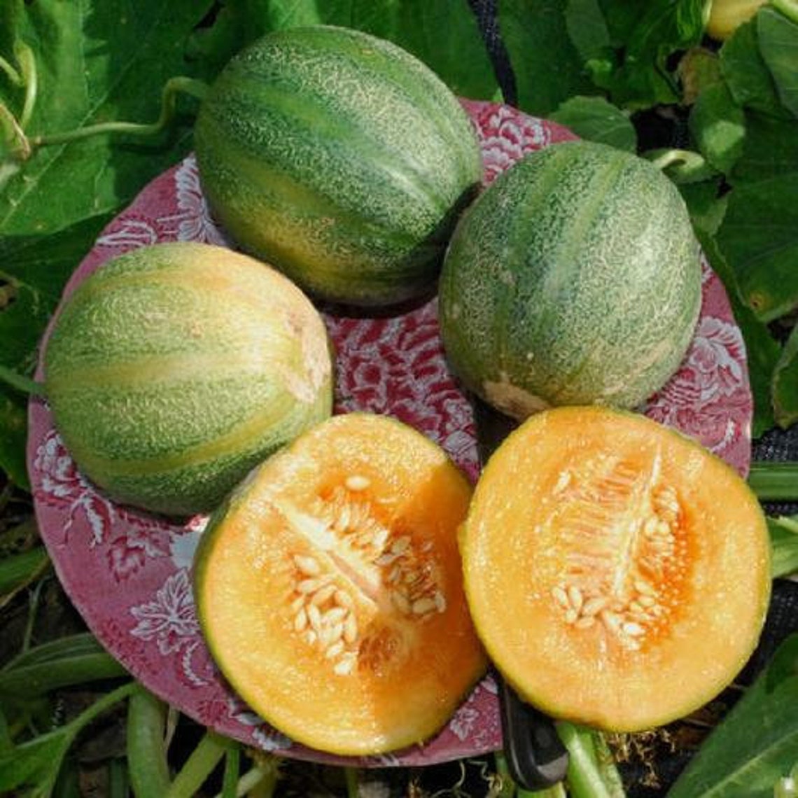 USA SELLER Minnesota Midget Melon 25 seeds HEIRLOOM | Etsy