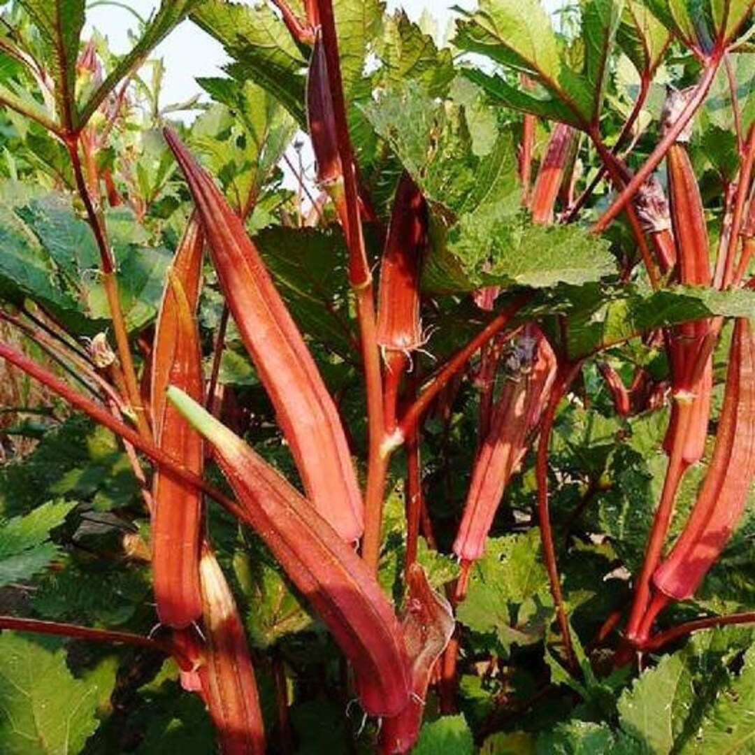 USA SELLER Jing Orange Okra 50 Seeds HEIRLOOM (abelmoschus Esculentus ...