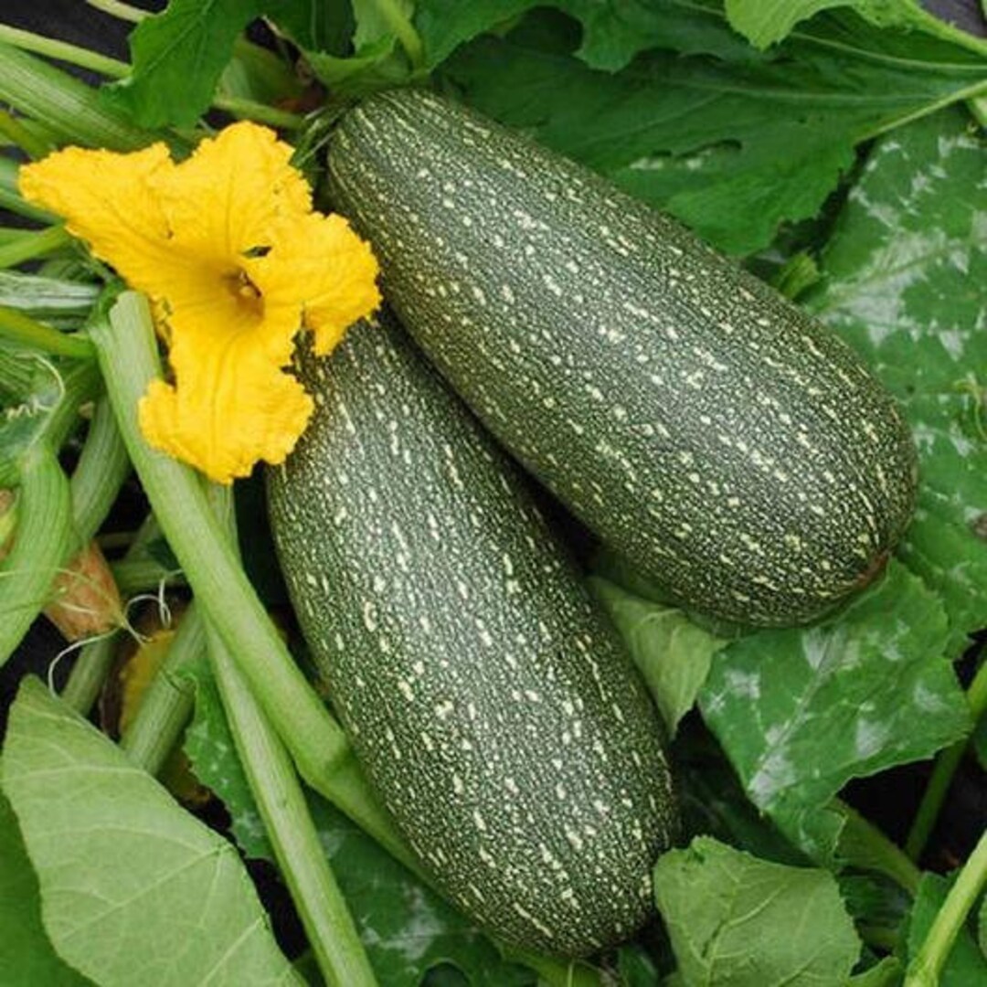 USA SELLER Grey Zucchini Summer Squash 25 Seeds HEIRLOOM (cucurbita ...