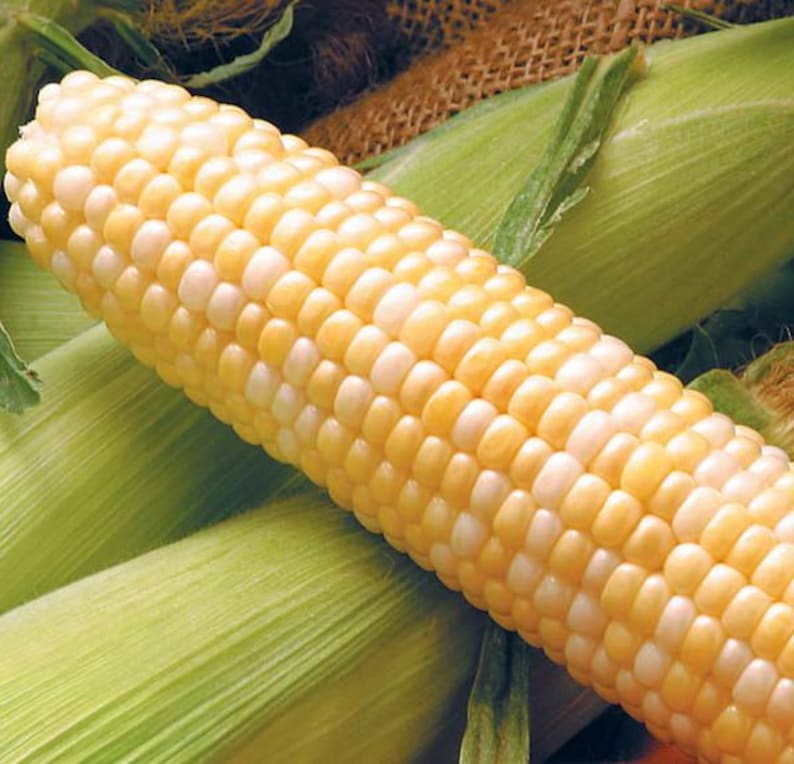 USA SELLER Butter & Sugar Sweet Corn 25 Seeds HEIRLOOM | Etsy
