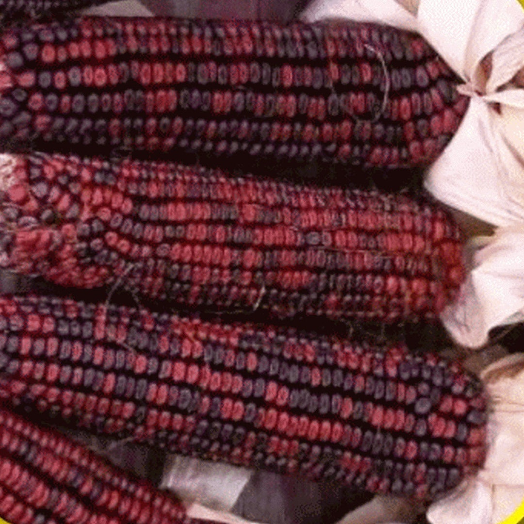 USA SELLER Ruby Red Corn 25 Seeds HEIRLOOM - Etsy