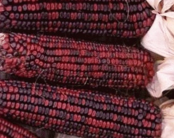 35 Tall Giant Goliath White Corn Seeds-1206 - Etsy