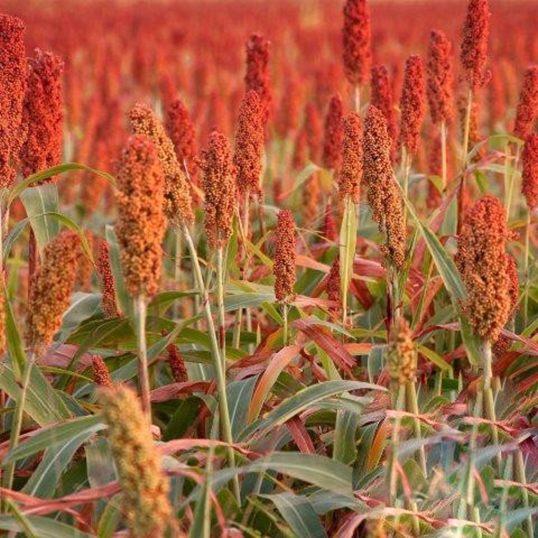 USA SELLER Broomcorn Rox Orange 50 Seeds HEIRLOOM (sorghum Bicolor) - Etsy