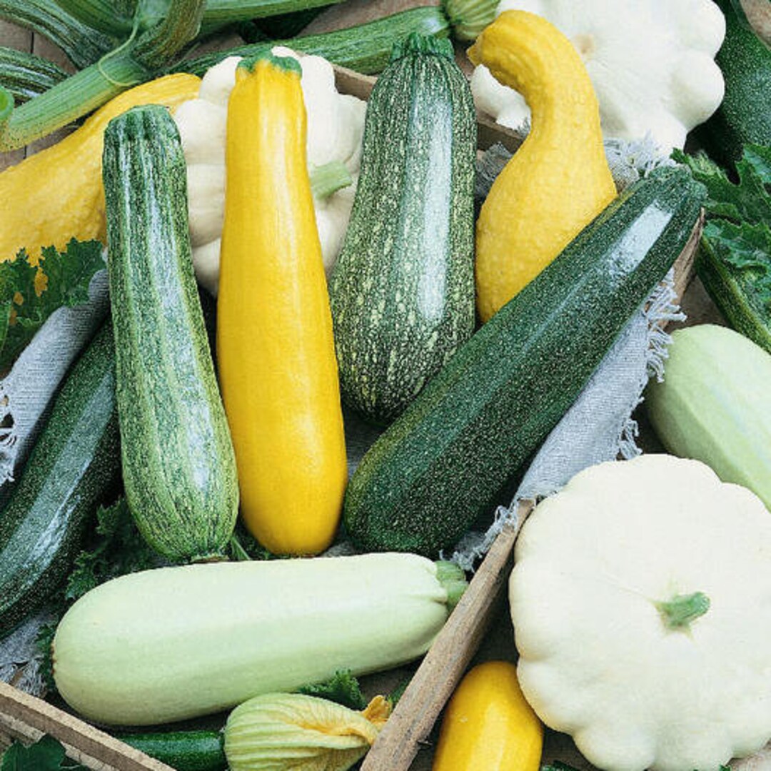 USA SELLER Melody Summer Squash Mix 25 Seeds HEIRLOOM (cucurbita Pepo ...