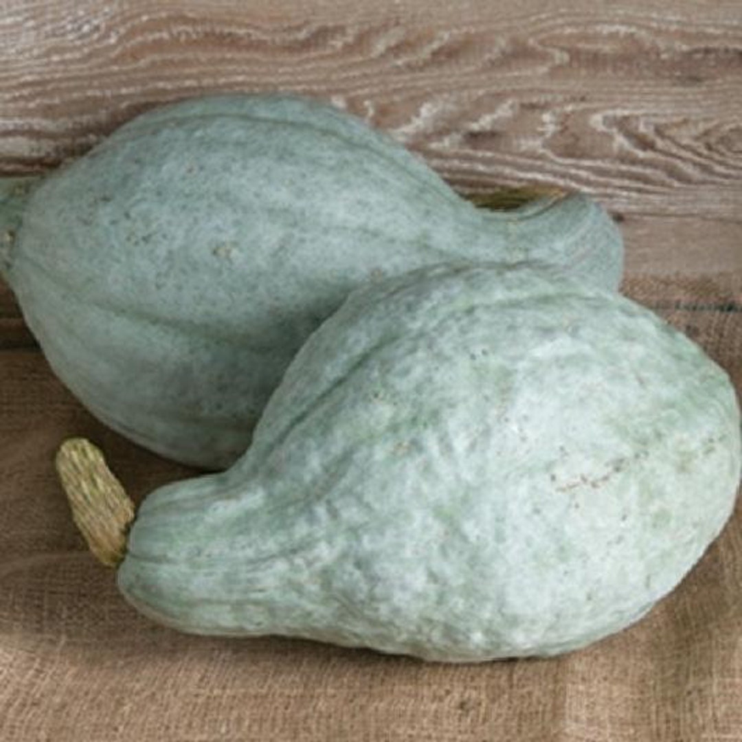 USA SELLER Blue Hubbard Winter Squash 15 Seeds HEIRLOOM (cucurbita) - Etsy