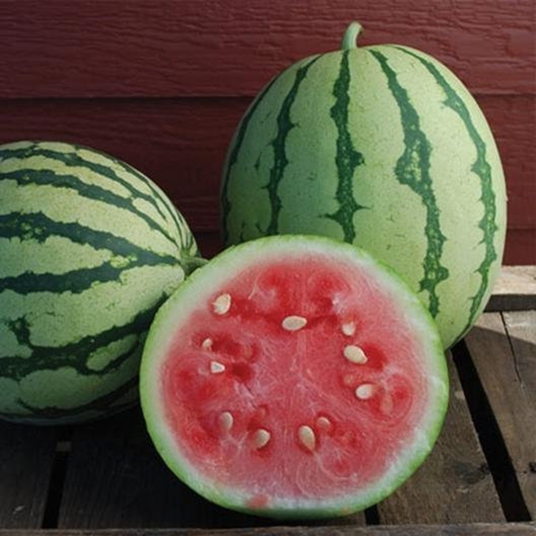 USA SELLER Dixie Queen Watermelon 25 Seeds HEIRLOOM (citrullus Lanatus ...