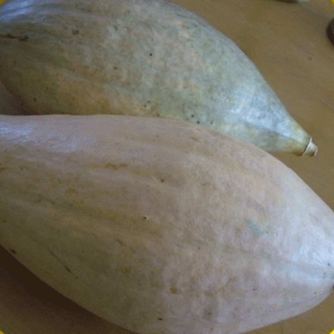 USA SELLER Sibley Winter Squash 15 Seeds HEIRLOOM (cucurbita) - Etsy