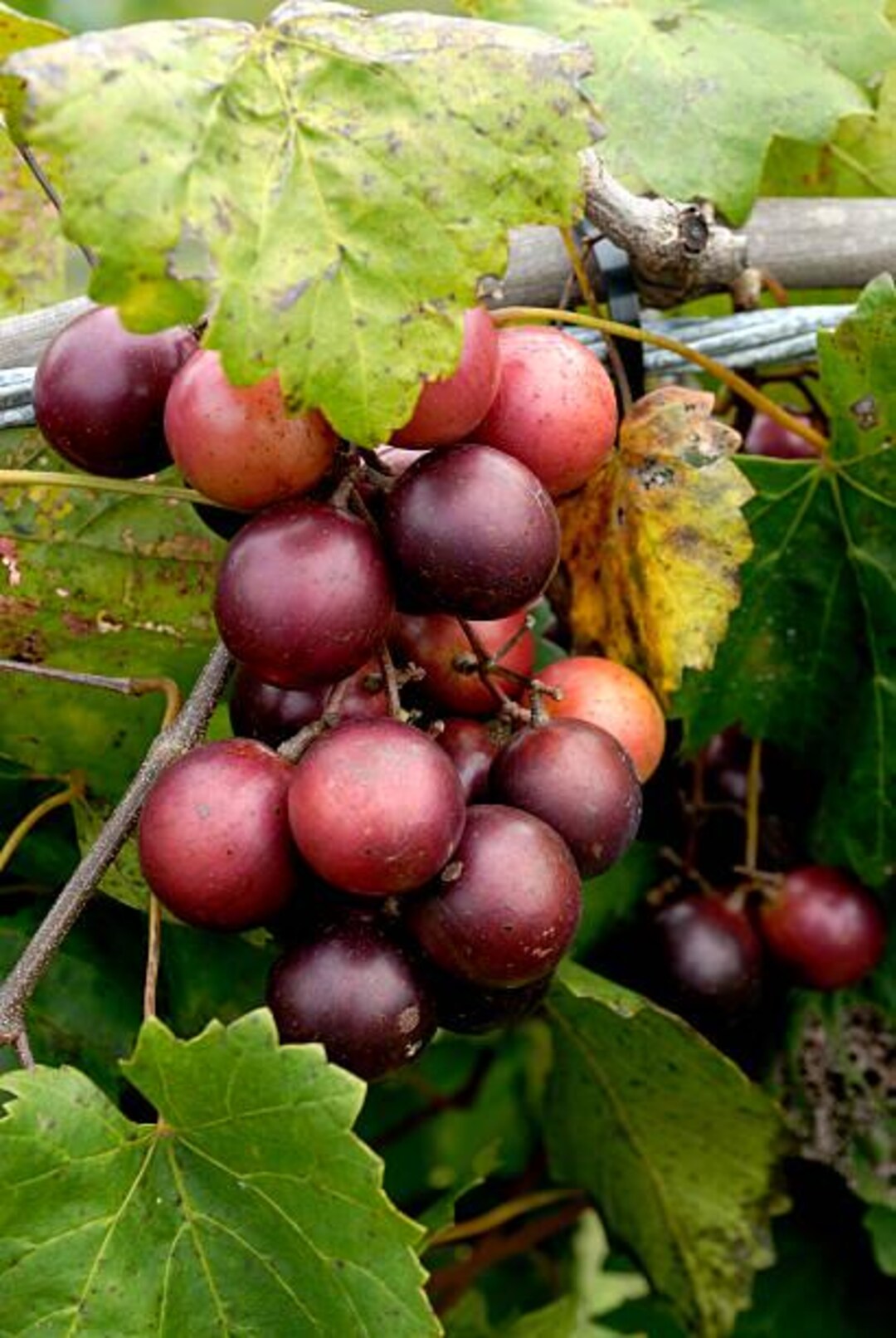 Self-fertile Ruby Crisp Muscadine Seeds: 25 Seeds, Dark Red Berries ...