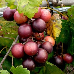 Self-fertile Ruby Crisp Muscadine Seeds: 25 Seeds, Dark Red Berries ...