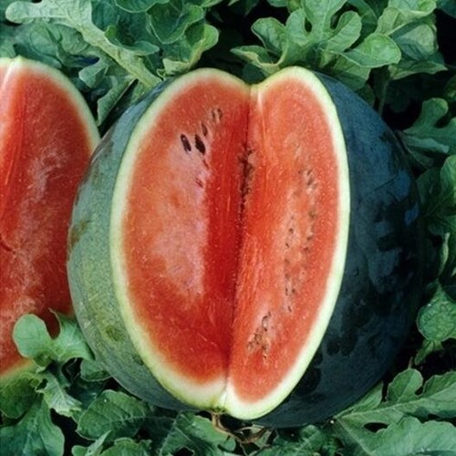 USA SELLER Georgia Rattlesnake Watermelon 25 Seeds HEIRLOOM - Etsy