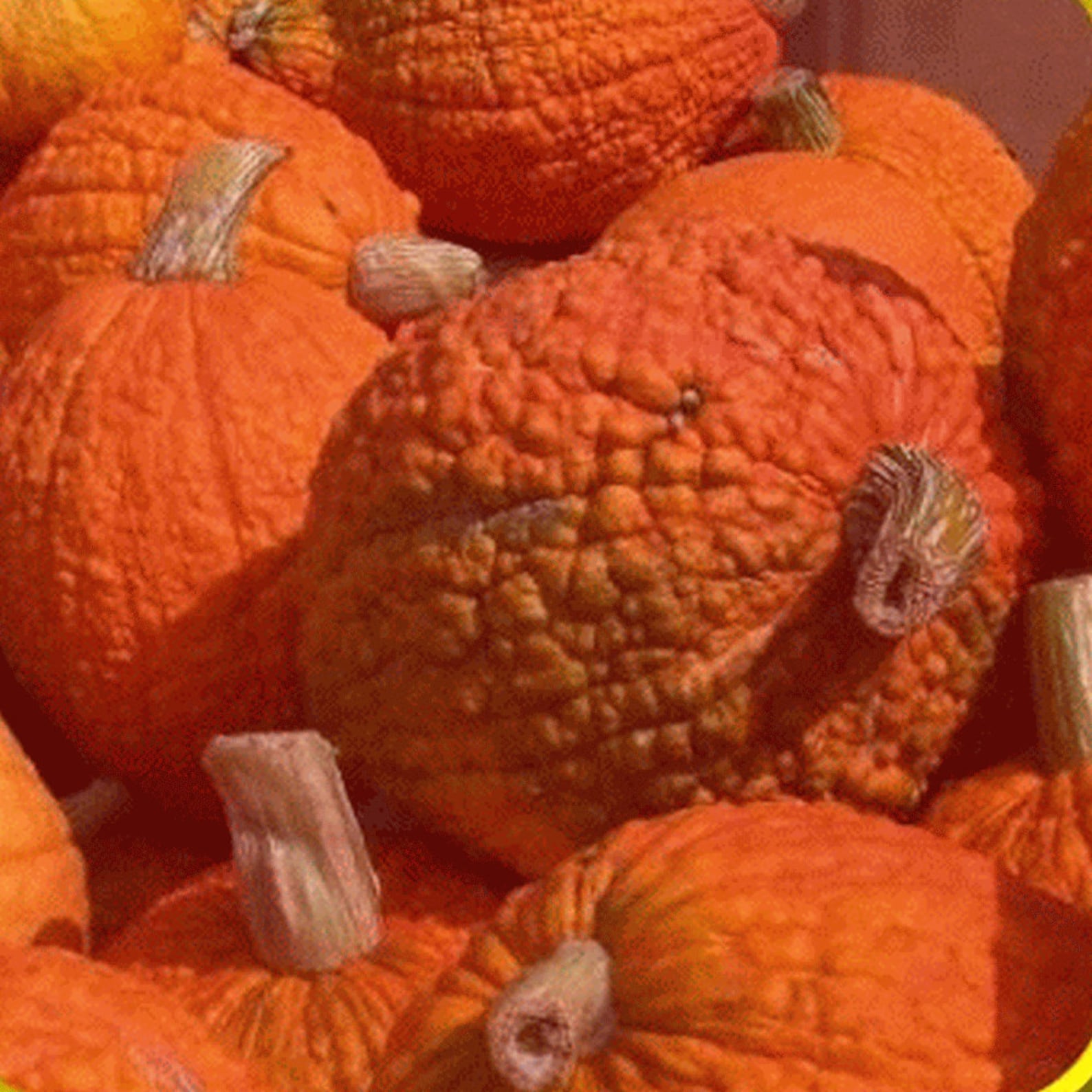 USA SELLER Red Warty Thing Pumpkin 15 Seeds HEIRLOOM - Etsy