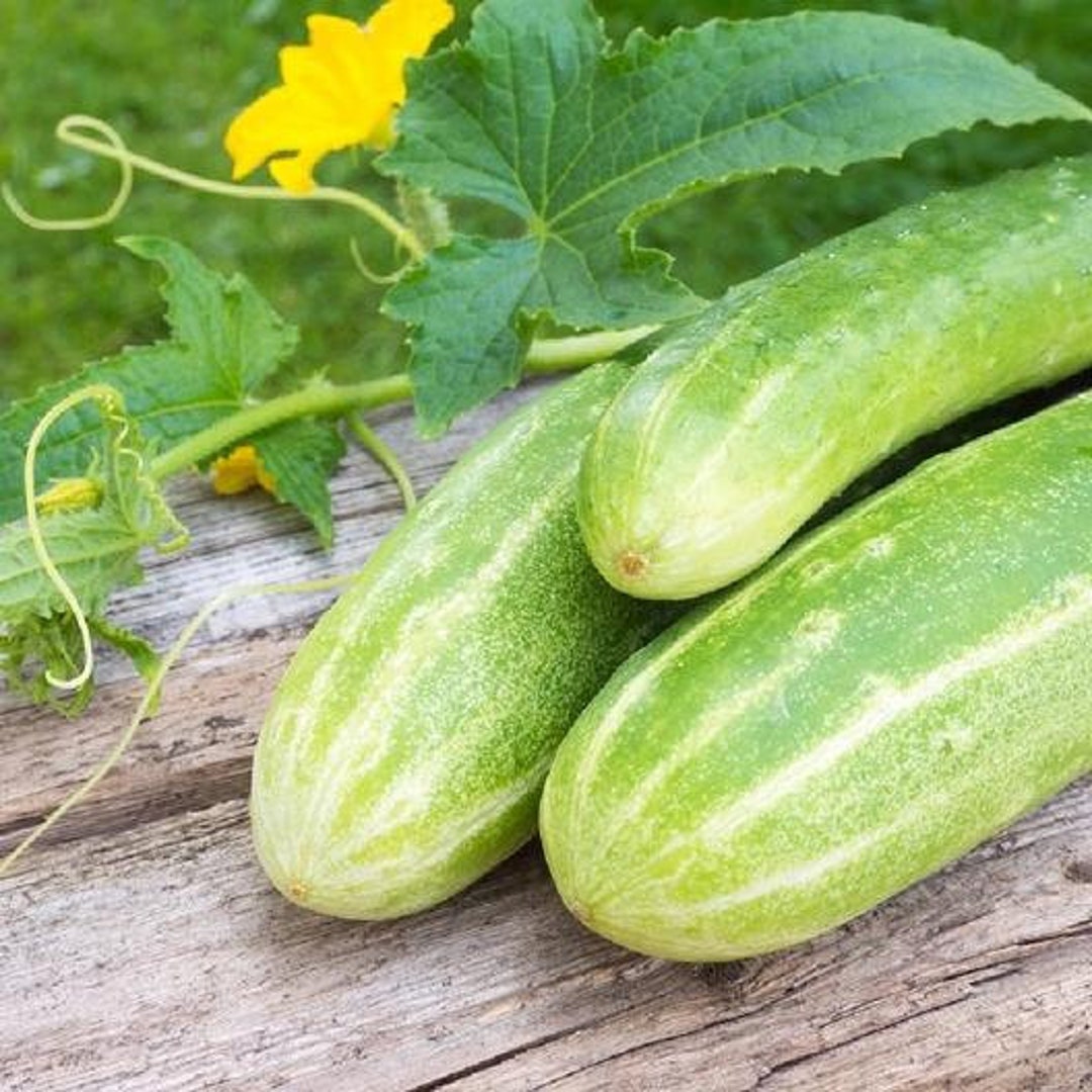USA SELLER Ashley Cucumber 25 Seeds HEIRLOOM (cucumis Sativus) - Etsy