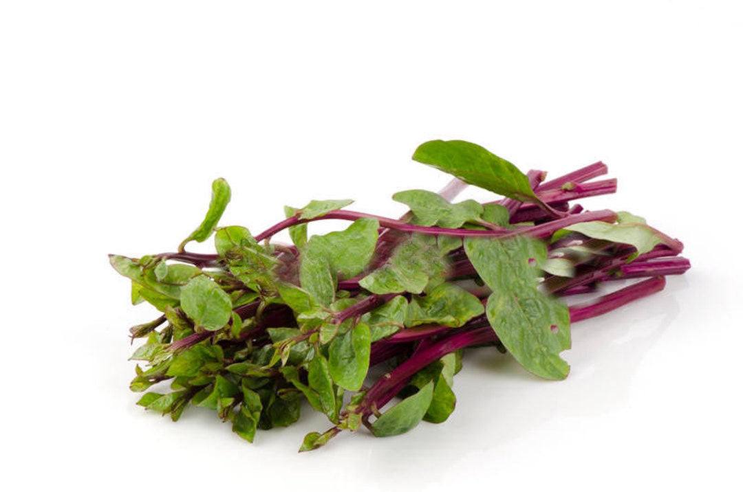 USA SELLER Malabar Summer Spinach 50 Seeds HEIRLOOM - Etsy