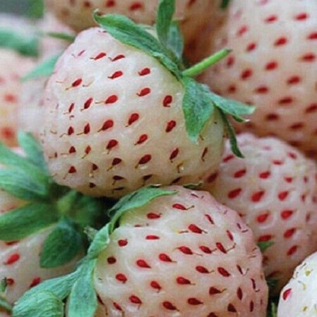 USA SELLER Alpine White Strawberry 50 Seeds :A Flavorful, Unique, and ...
