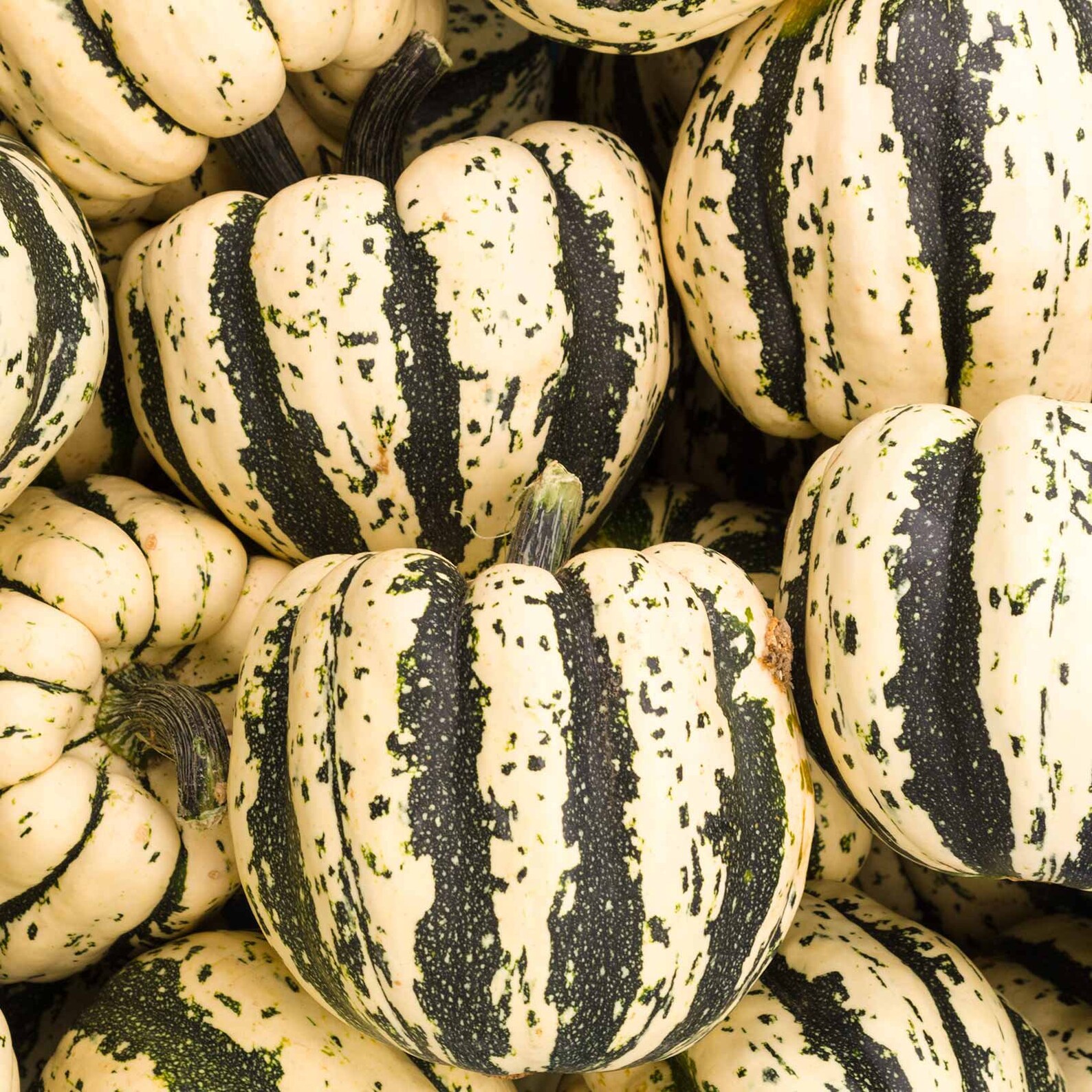 USA SELLER Sweet Dumpling Winter Squash 15 Seeds HEIRLOOM (cucurbita ...