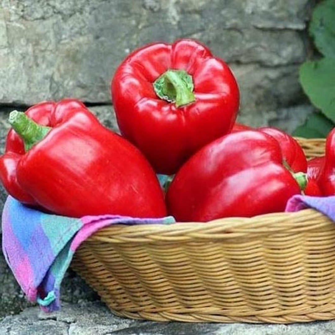 USA SELLER Big Red Bell Sweet Pepper 25 Seeds HEIRLOOM - Etsy