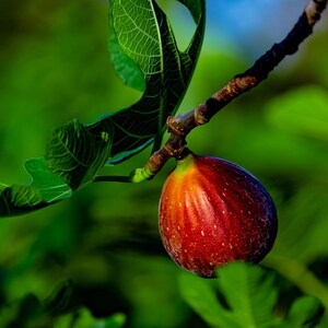 Cherry Cordial Fig Seeds: A Sweet and Decadent Delight - 15 Seeds - Etsy