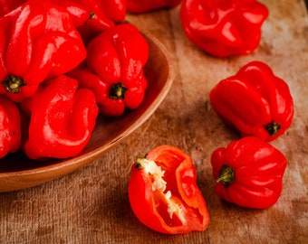 Hot Pepper Seeds Scorcher Pepper Ghost Screaming Red 15 Seeds - Etsy