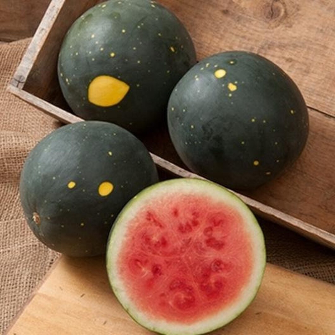 USA SELLER Moon and Stars Watermelon 25 Seeds HEIRLOOM (citrullus ...