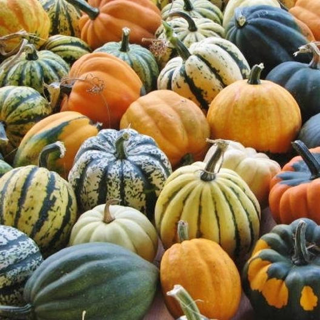 USA SELLER Autumn Acorn Blend Winter Squash 15 Seeds HEIRLOOM ...