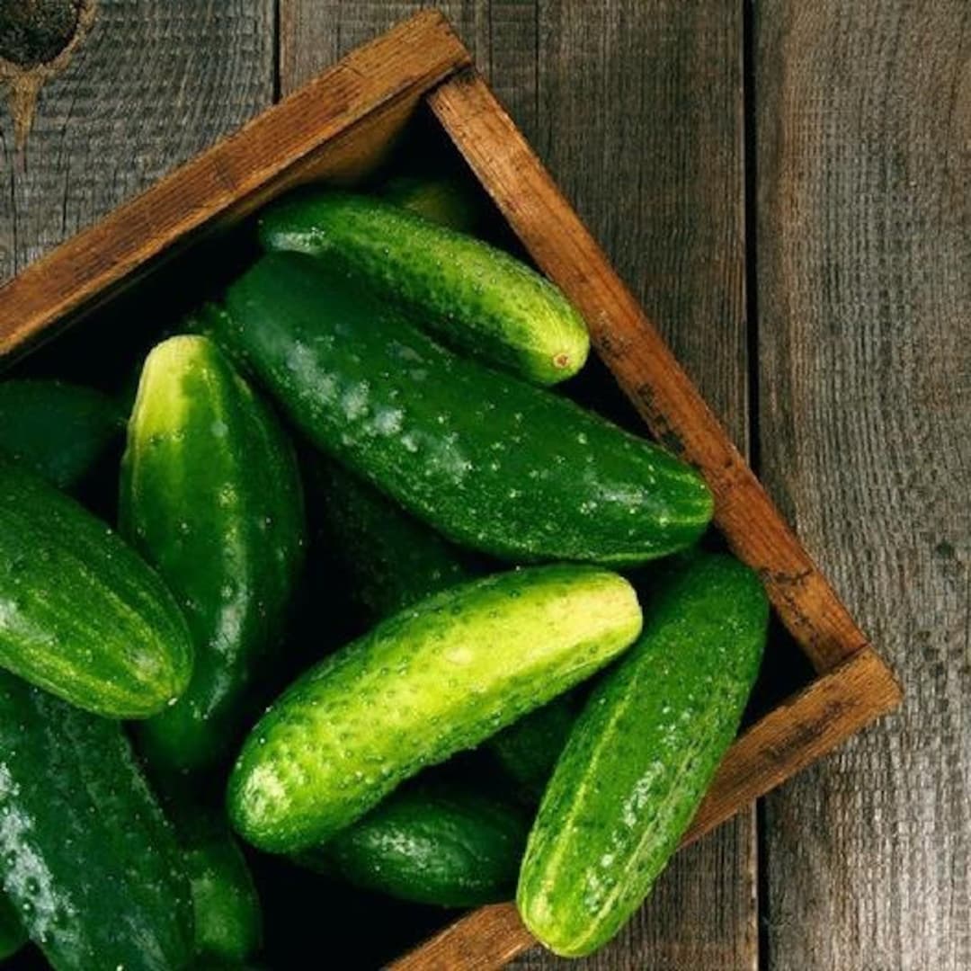 USA SELLER Ashley Cucumber 25 Seeds HEIRLOOM (cucumis Sativus) - Etsy