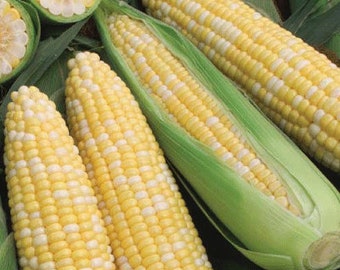 USA SELLER How Sweet It is White Sweet Corn 25 Seeds HEIRLOOM | Etsy