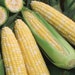USA SELLER Obsession Sweet Corn 25 Seeds Heirloomzea Mays - Etsy