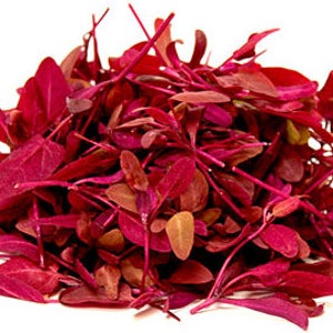 USA SELLER Red Fire Orach Summer Spinach 25 Seeds HEIRLOOM (atriplex ...