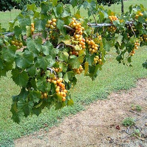 Tara Muscadine Cuttings (set of 3): Self-fertile, High Sugar Content ...
