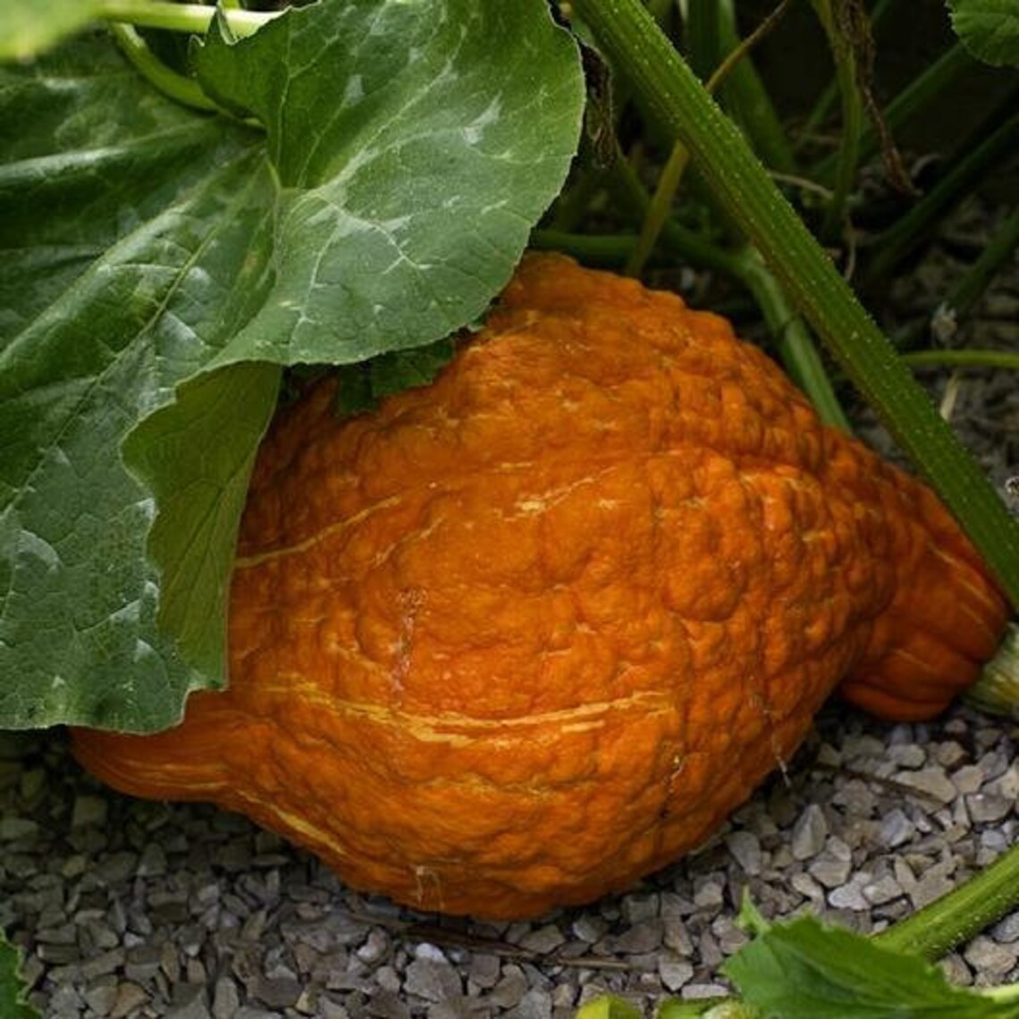 USA SELLER Red Hubbard Winter Squash 15 seeds HEIRLOOM | Etsy