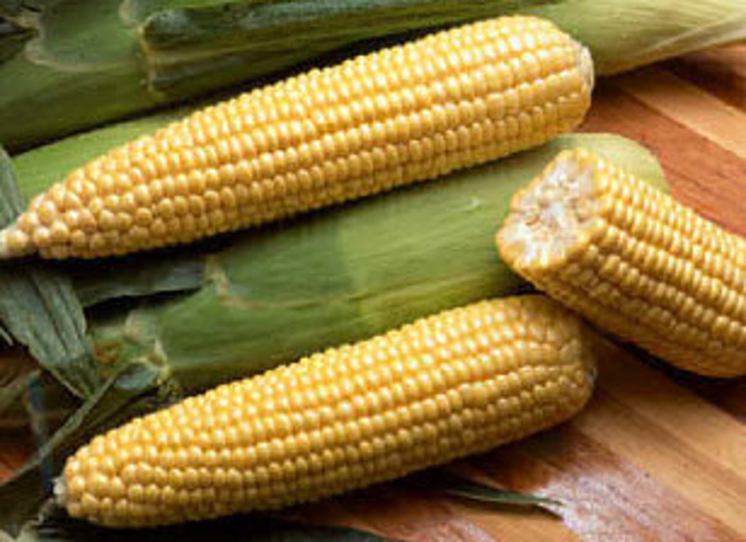 USA SELLER Incredible Sweet Corn 25 Seeds Heirloom(zea Mays) - Etsy