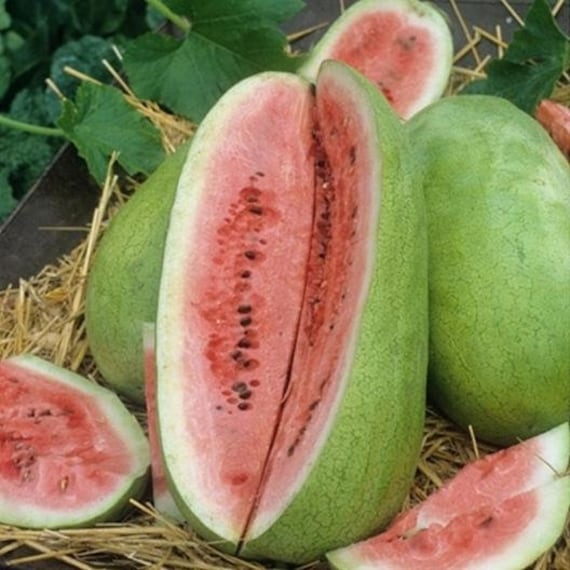 USA SELLER Charleston Grey Watermelon 25 seeds HEIRLOOM | Etsy