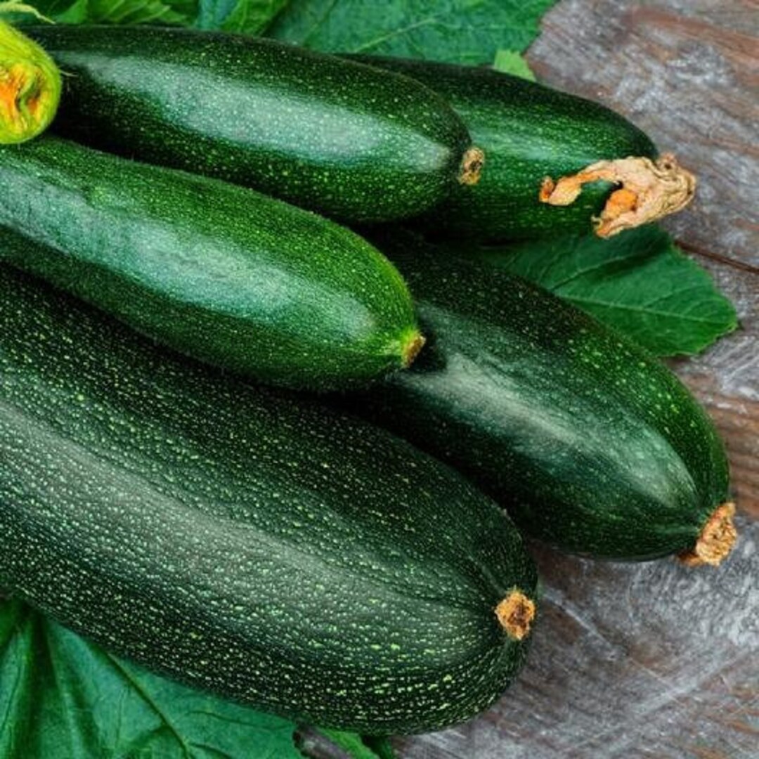 USA SELLER Dark Green Zucchini Summer Squash 25 Seeds HEIRLOOM ...