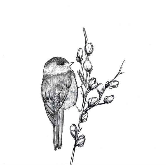 Print Pen and Ink Chickadee/ Pen Drawing/ Original Drawing/ | Etsy Hong ...