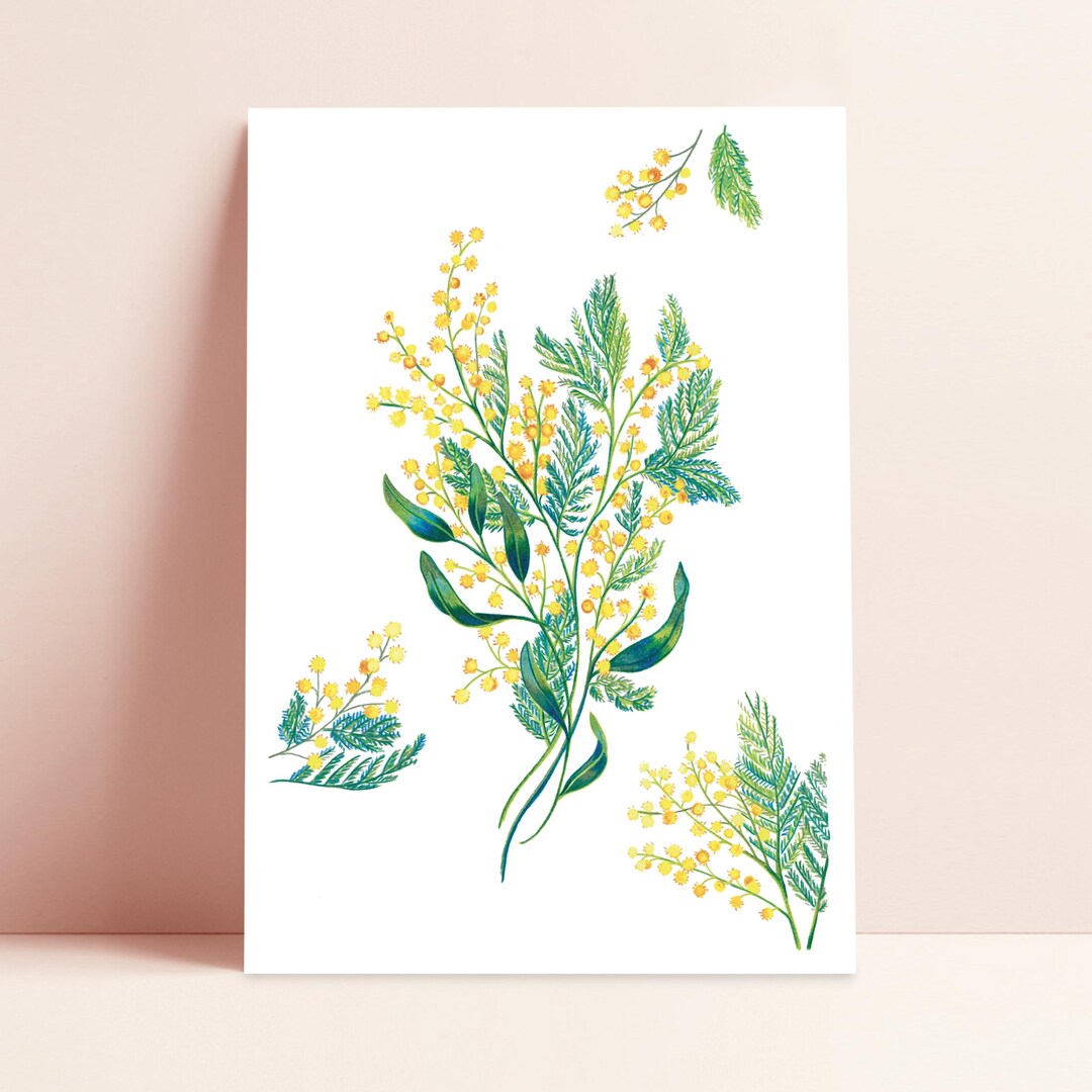 MIMOSA - Colored Pencil Illustration, Mimosa Print, Flower Bouquet ...