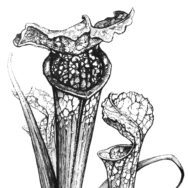 Pitcher Plant - Etsy