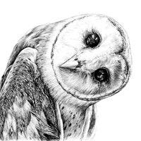 Barn Owl Line Drawing, Owl Drawing, Barn Owl Art, Ink Drawing, Gift ...