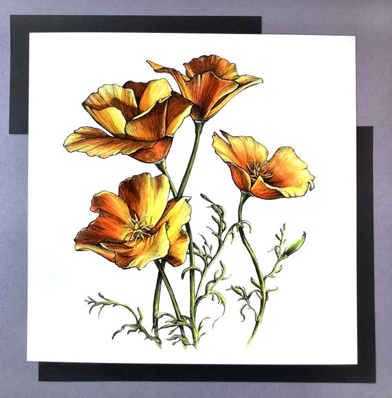California Poppies Drawing