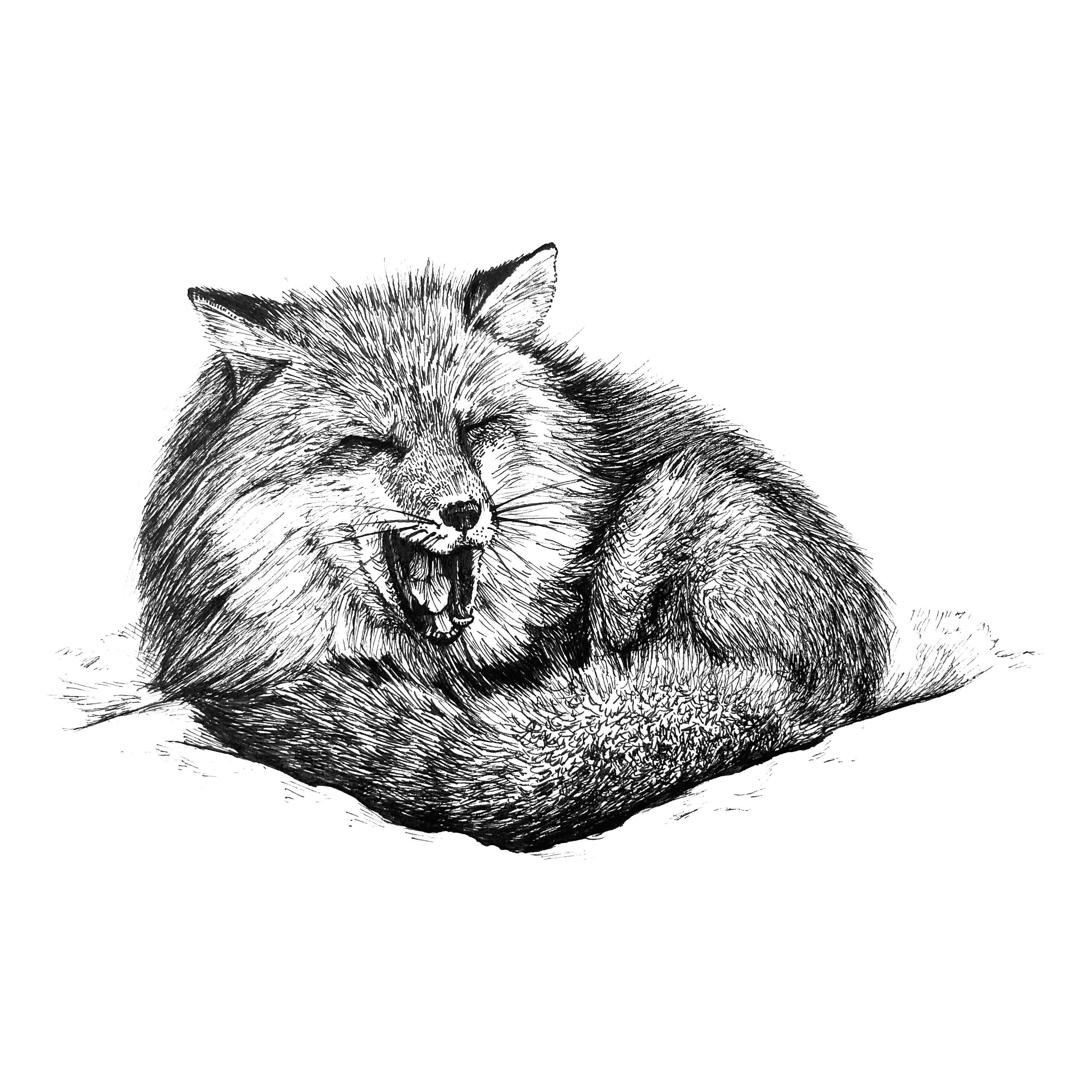 Yawning Fox / 8"x8" Art Print of Original Ink Drawing / Animal Art - Etsy