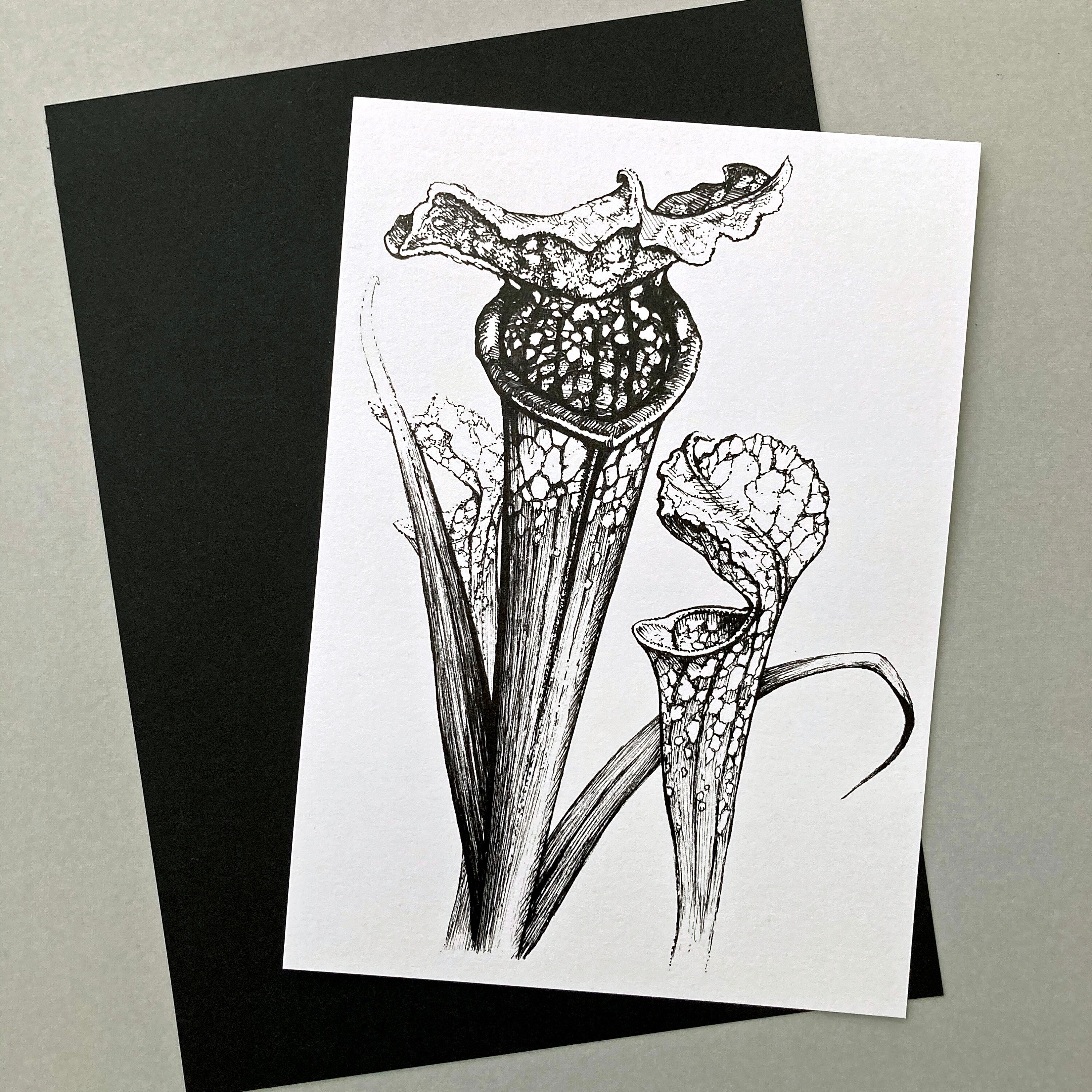 Pitcher Plant / 5"x7" Art Print of Original Ink Drawing / Nature Art - Etsy