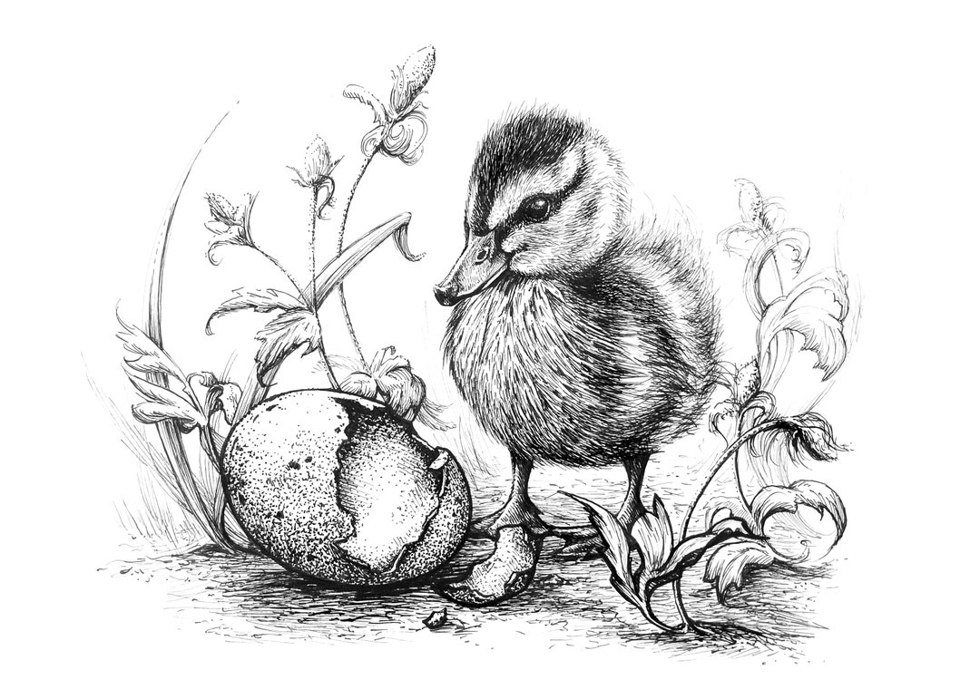 Baby Duck and Egg / 5"x7" Art Print of Original Ink Drawing / Animal ...