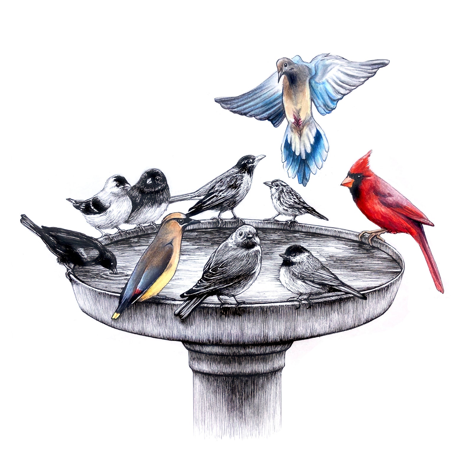 Birdbath With Friends | 8"x8" Art Print of Original Ink and Colored ...